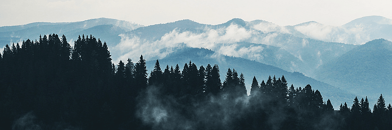 About - International Forest Products LLC